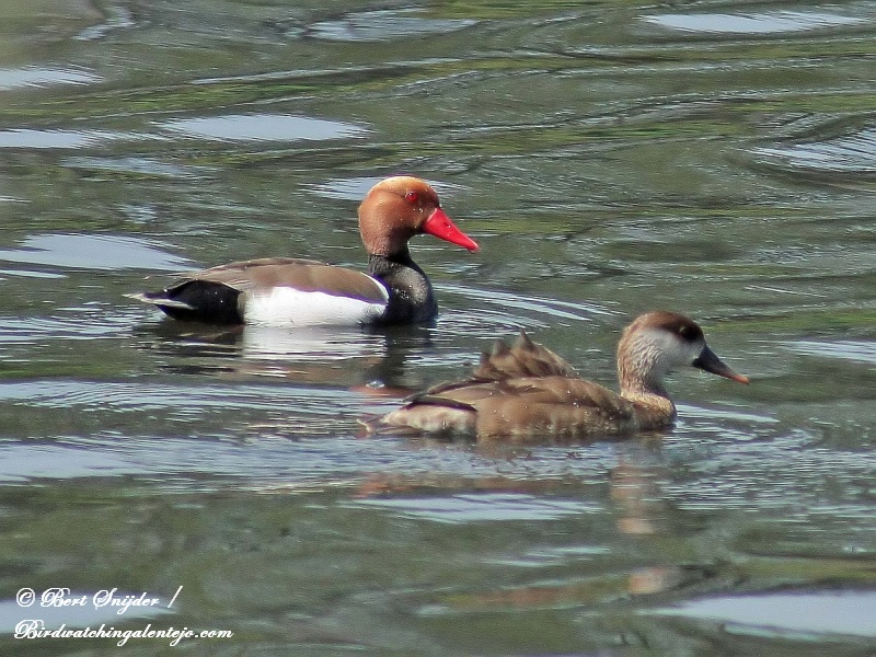 Krooneend in de Alentejo regio van Portugal | Vogels kijken in Portugal