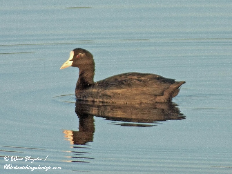 Meerkoet in Alentejo regio Portugal Vogelreis Vogelexcursies | Vogels ...