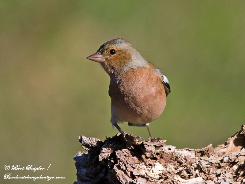 Vink in de Alentejo regio van Portugal | Vogels Kijken in Portugal ...