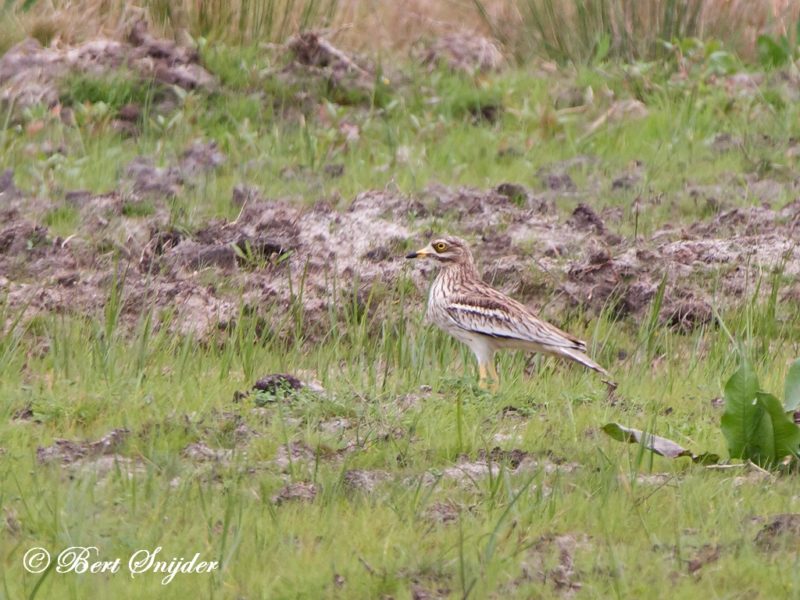Griel Portugal Vogelreis Vogelvakantie | Vogels Kijken in de Alentejo ...