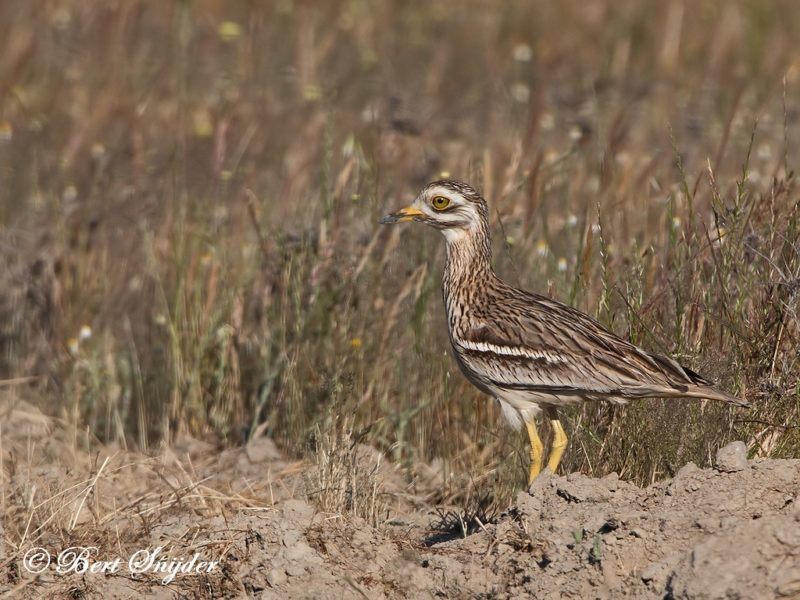 Griel Portugal Vogelreis Vogelvakantie | Vogels Kijken in de Alentejo ...