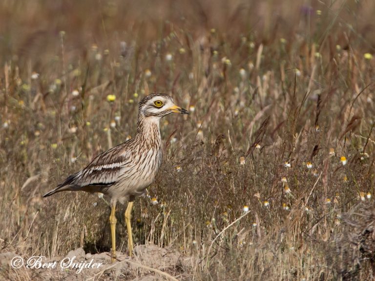 Griel Portugal Vogelreis Vogelvakantie | Vogels Kijken in de Alentejo ...