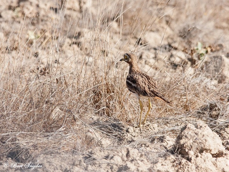Griel Portugal Vogelreis Vogelvakantie | Vogels Kijken in de Alentejo ...