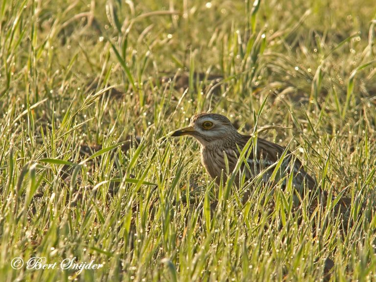 Griel Portugal Vogelreis Vogelvakantie | Vogels Kijken in de Alentejo ...