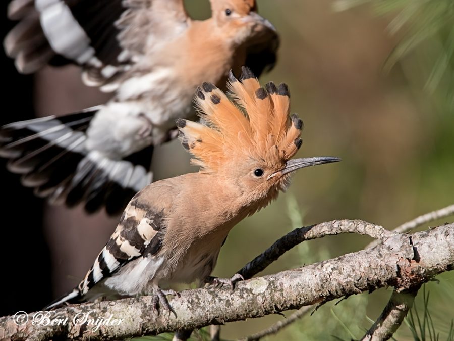 Hop Portugal Vogelreis Vogelvakantie Alentejo | Vogels Kijken in de ...