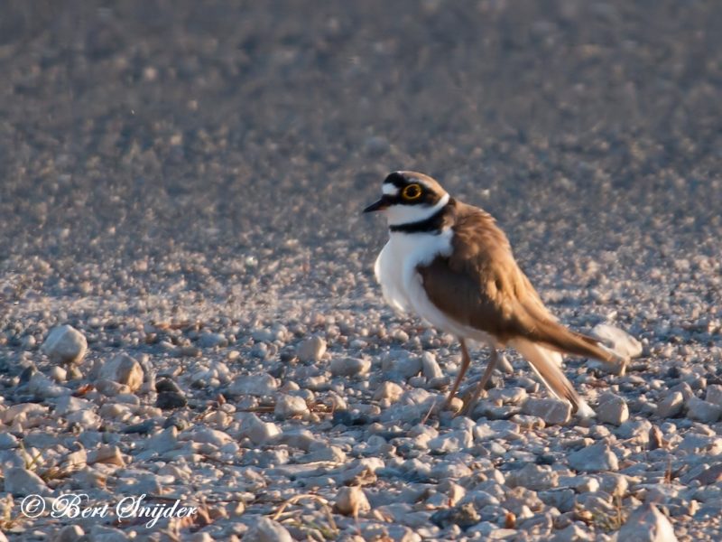 Kleine Plevier Portugal Vogelreis Vogelvakantie | Vogels Kijken in de ...