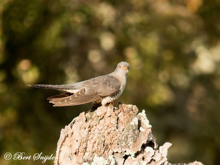 Koekoek in de Alentejo, Portugal Vogels Kijken Vogelvakantie | Vogels ...