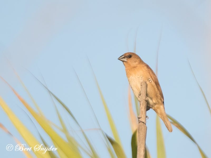 Muskaatvink Portugal Vogelreis Vogelvakantie | Vogels Kijken in de ...