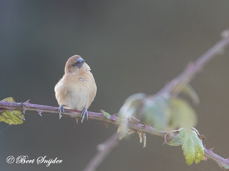 Muskaatvink Portugal Vogelreis Vogelvakantie | Vogels Kijken in de ...