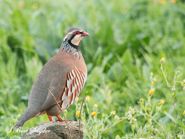 Rode Patrijs | Vogels Kijken in de Alentejo regio van Portugal.