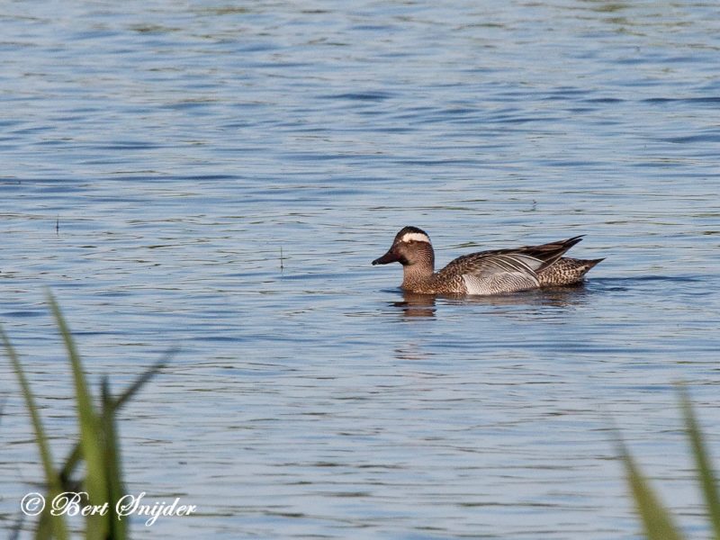 Zomertaling Portugal Vogelreis Vogelvakantie | Vogels Kijken in de ...
